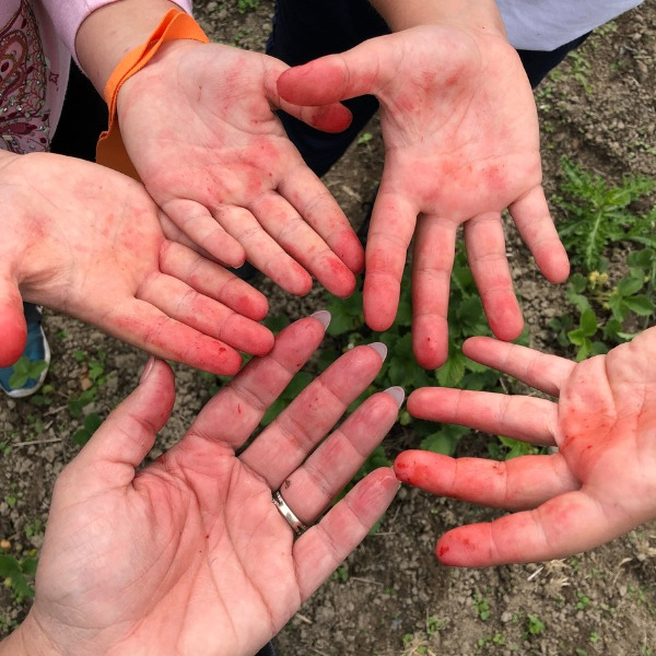 U-Pick Berries at Bella Organic Farm | The Official Guide to Portland