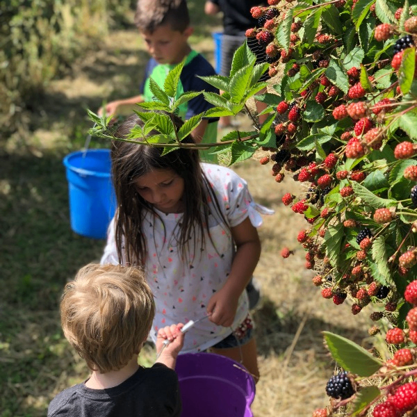 U-Pick Berries at Bella Organic Farm | The Official Guide to Portland