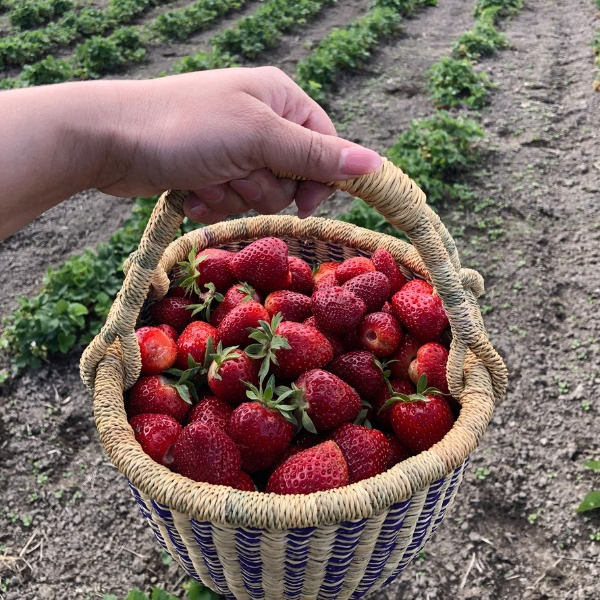 U-Pick Berries at Bella Organic Farm | The Official Guide to Portland